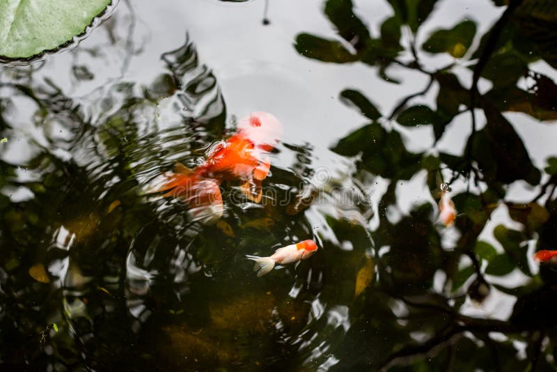 Goldfish stock photo. Image of fishes, feeding, asia - 57073996
