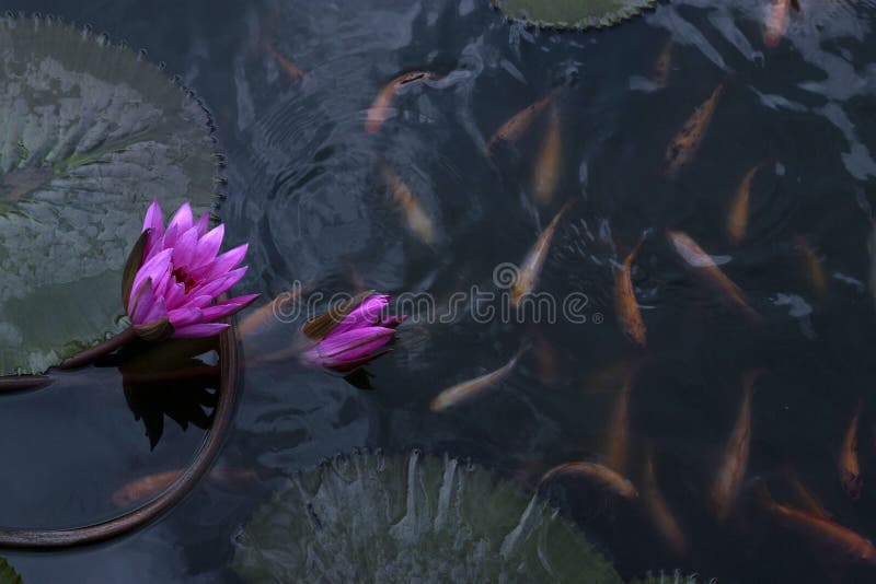 Goldfish in the Pond Lotus Flower Stock Image - Image of lotus, eastern ...