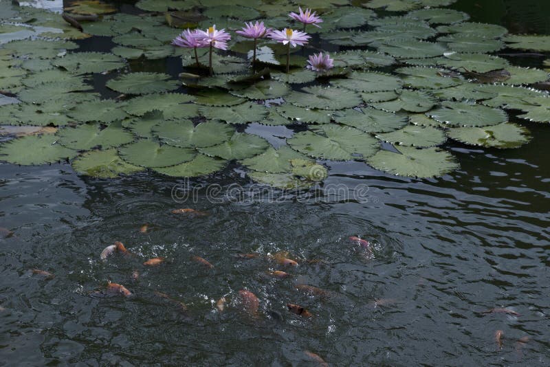 Goldfish in the Pond Lotus Flower Stock Photo - Image of exotic ...