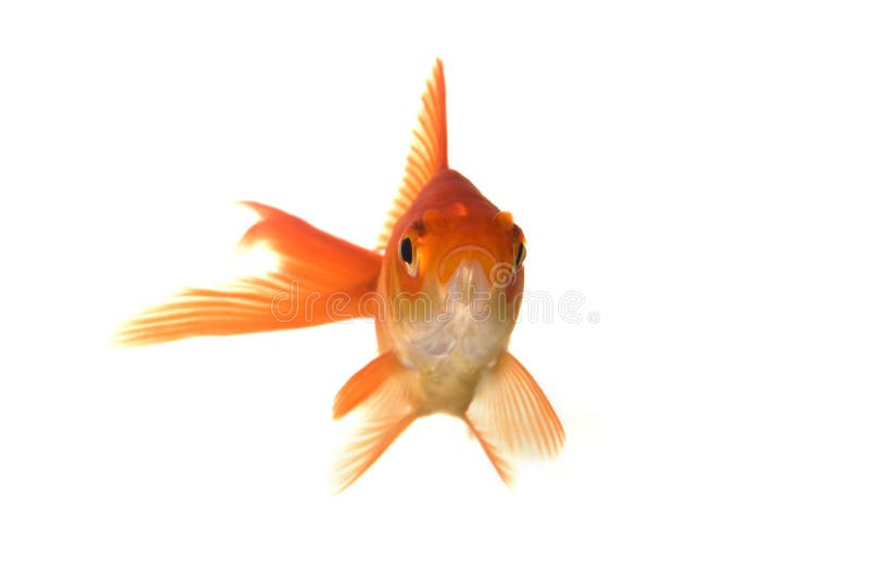 Goldfish Front View Isolated on White Stock Photo - Image of pretty ...