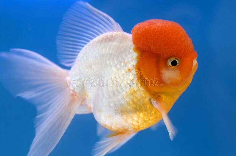 Oranda, Pez Dorado, Carassius Auratus Auratus Foto de archivo - Imagen ...