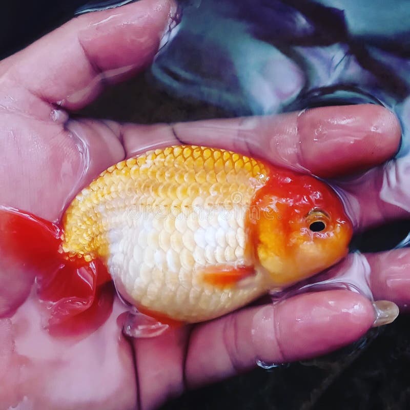 Goldfish ranchu stock photo. Image of fish, farm, grooming - 241509242
