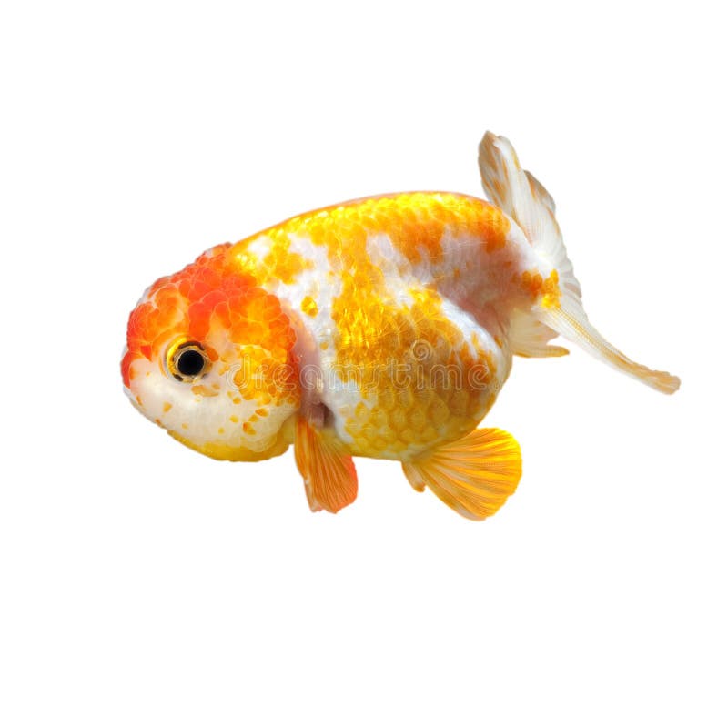 Goldfish (Ranchu) stock photo. Image of nature, gold - 34502102
