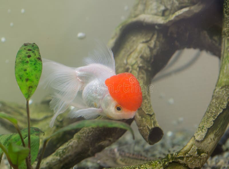Goldfish with a red cap stock photo. Image of life, elegance - 56921942