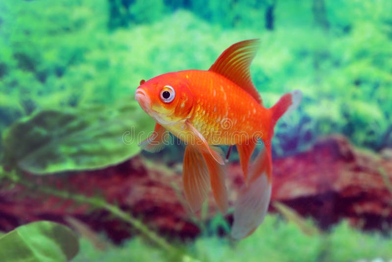 Goldfish Red Comet Floats on the Background of Algae Stock Photo ...