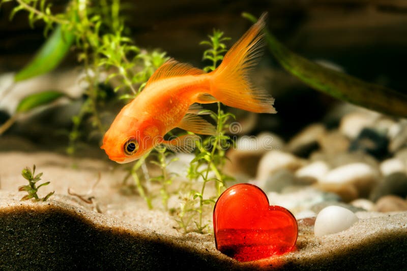 Goldfish in aquarium stock image. Image of pterophyllum - 68406315
