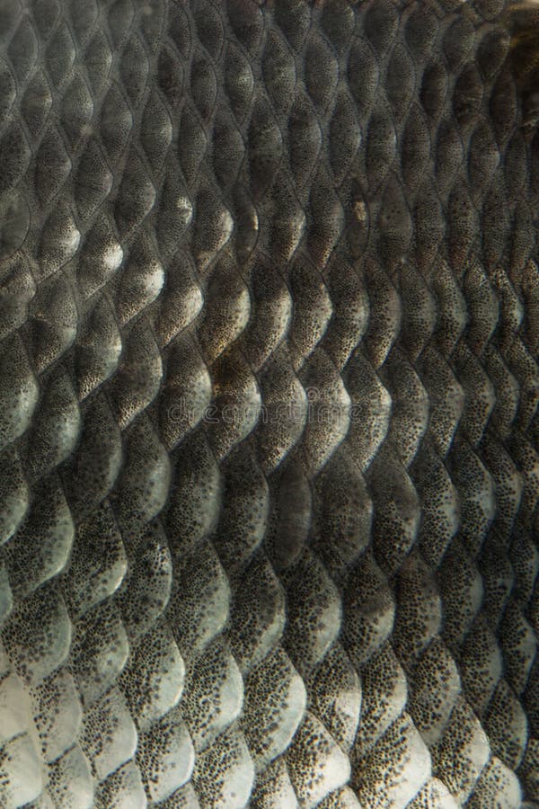 Goldfish Scale stock photo. Image of fish, closeup, detail - 29087736