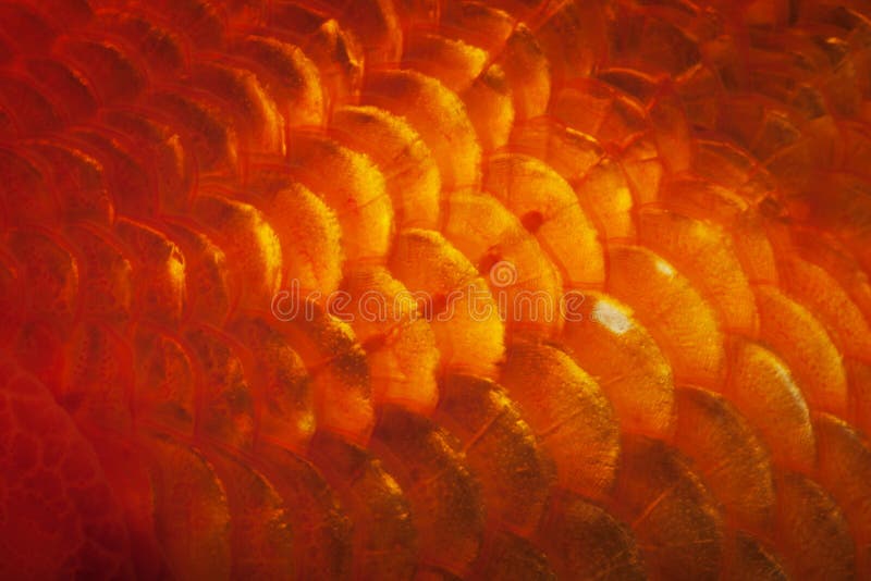 Goldfish Scale stock image. Image of goldfish, scale - 29087787