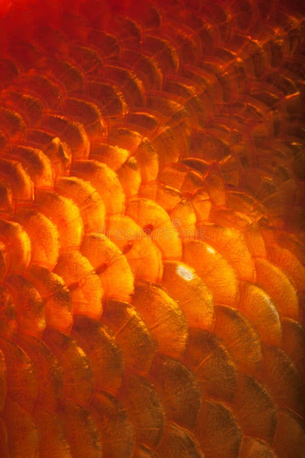 Goldfish Scale stock photo. Image of yellow, orange, colorful - 29087872