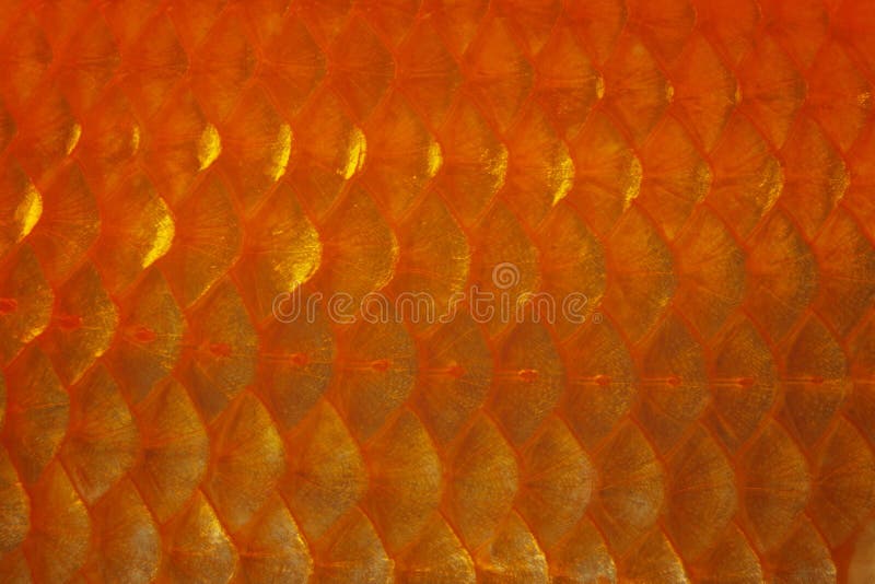 Goldfish Scale stock photo. Image of yellow, orange, colorful - 29087872
