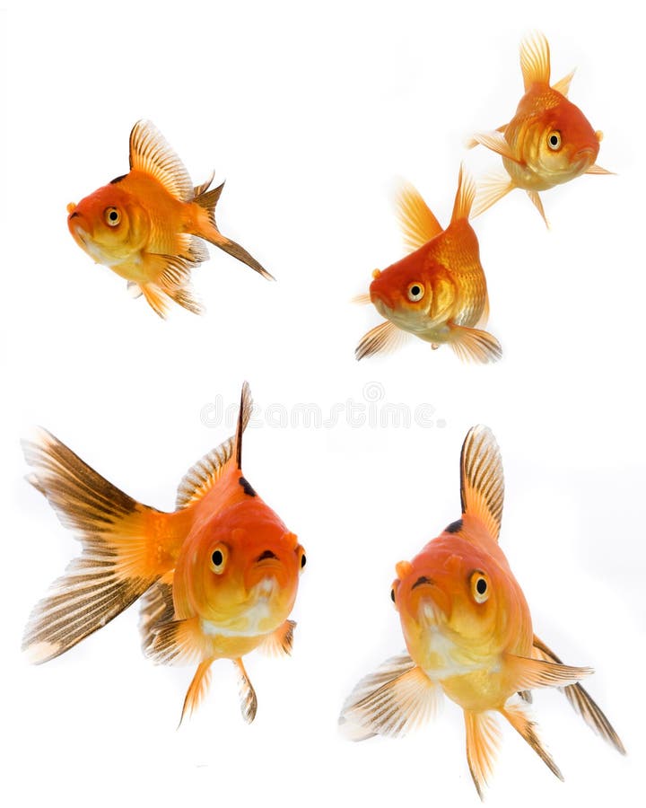 Goldfish stock photo. Image of little, nature, alone, goldfish - 7144708