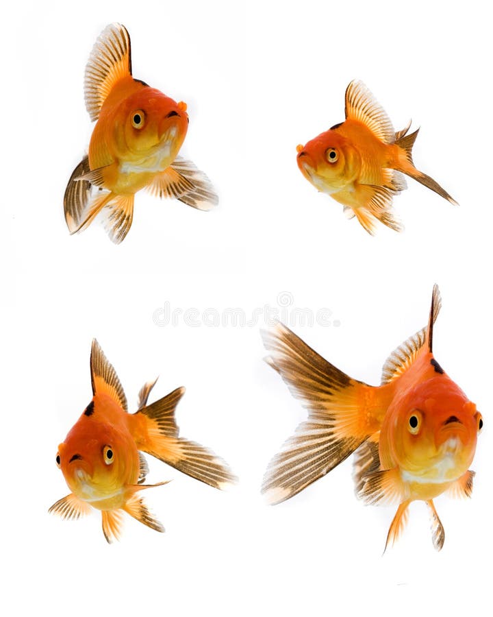 Demekin Goldfish Series stock photo. Image of demekin - 6244694
