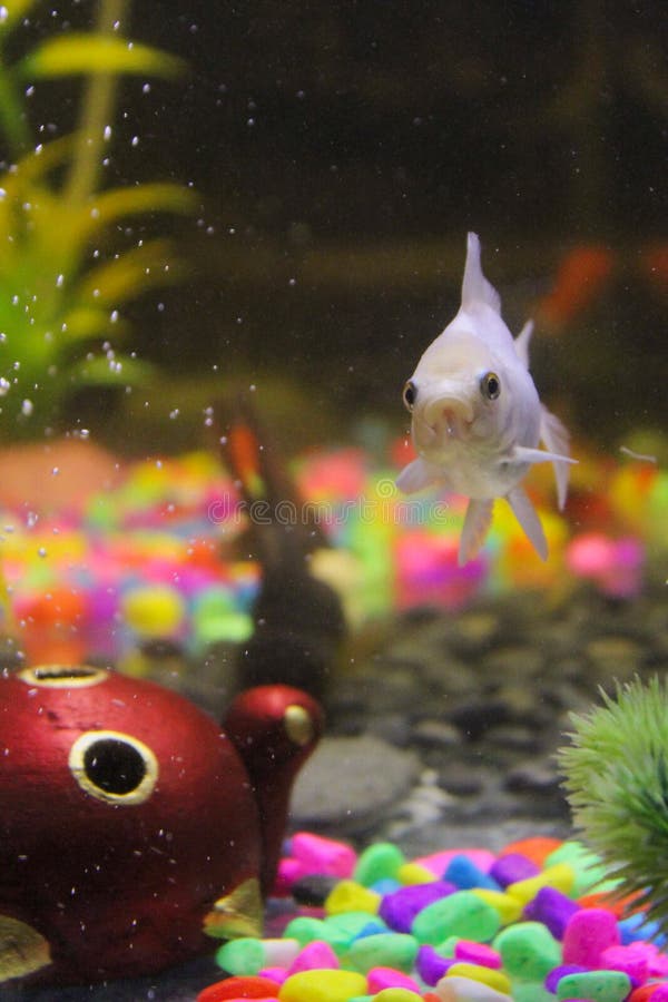 Goldfish staring at camera stock image. Image of goldfish - 266160267