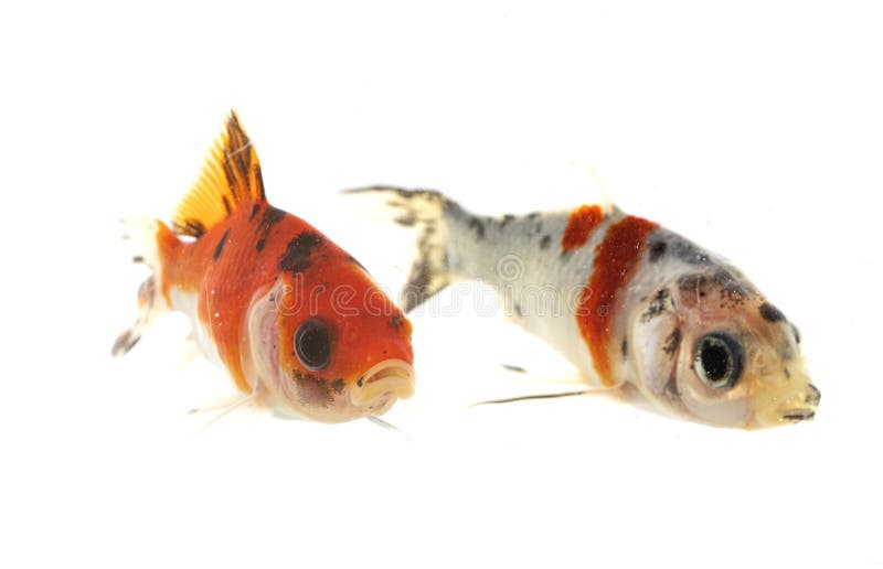 Goldfish Front View Isolated on White Stock Photo - Image of pretty ...