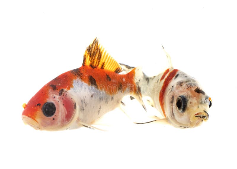 Goldfish Front View Isolated on White Stock Photo - Image of pretty ...