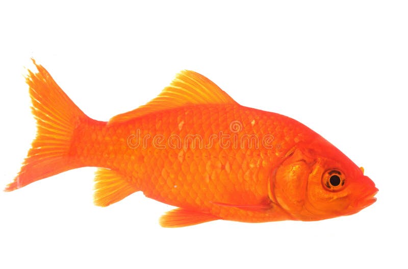Goldfish Front View Isolated on White Stock Photo - Image of pretty ...