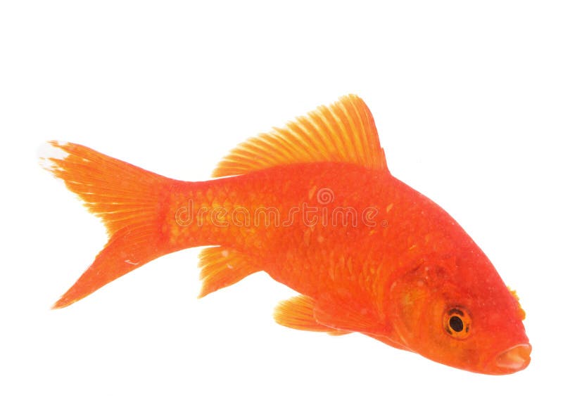 Goldfish Front View Isolated on White Stock Photo - Image of pretty ...