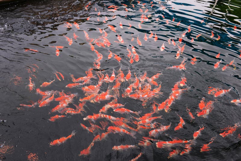 Goldfish swim in the pool stock image. Image of fish - 171209997
