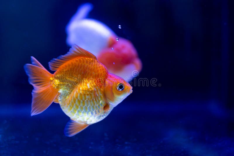 108 Goldfish Fin Texture Stock Photos - Free & Royalty-Free Stock ...