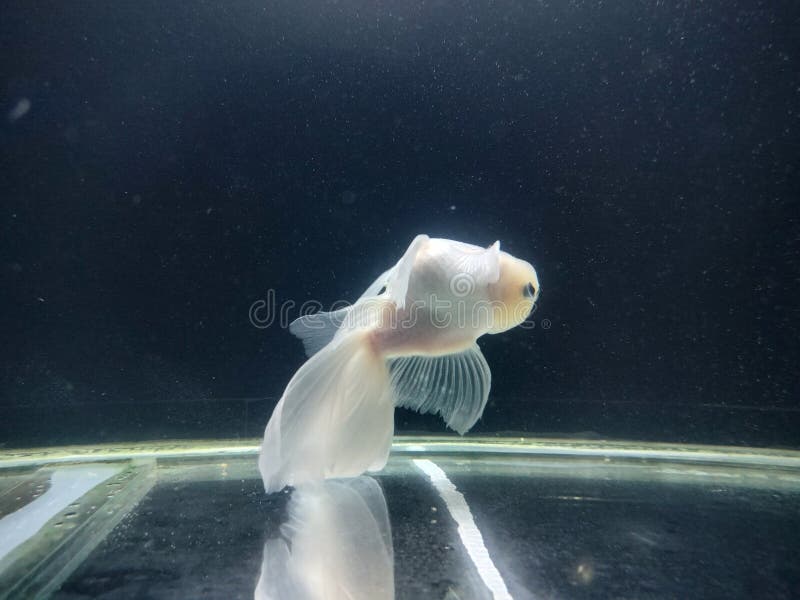 Goldfish Swimming Upside Down Stock Photo - Image of wing, aquarium ...