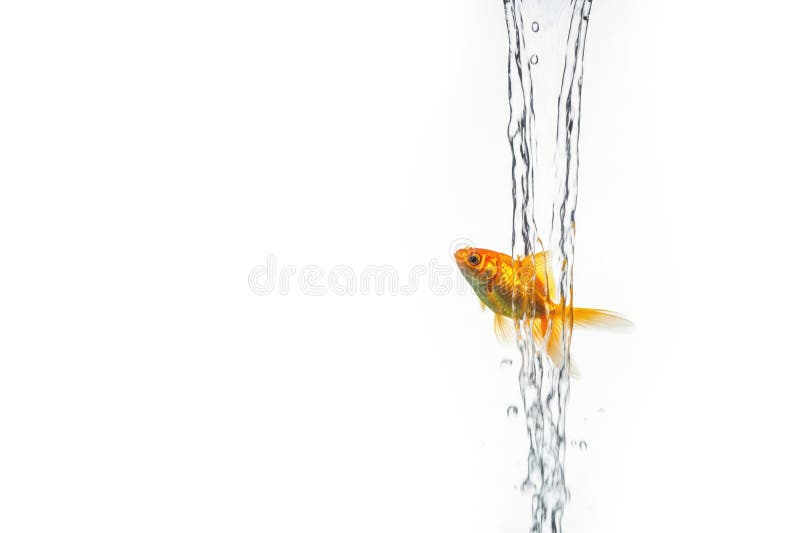 A Goldfish Swims Against the Flow of Water. Space for Text. Stock Image ...