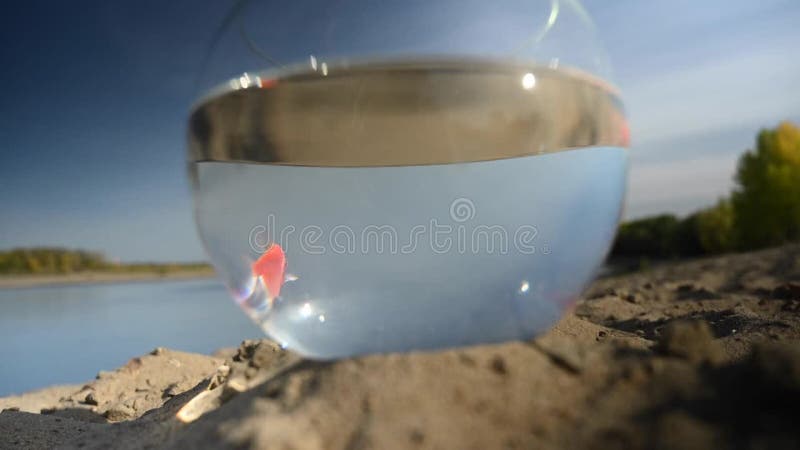 Goldfish Swims in a Round Aquarium on the Beach. Stock Footage - Video ...