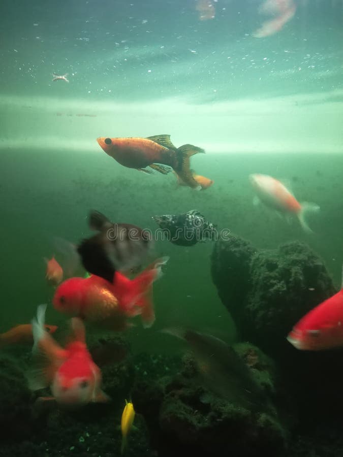 GoldFish tank stock photo. Image of goldfish, tank, aquatic - 327272704