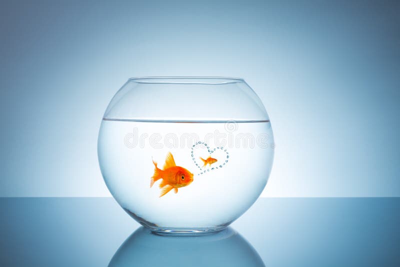 Goldfish in Love stock image. Image of romantic, fish - 3072817