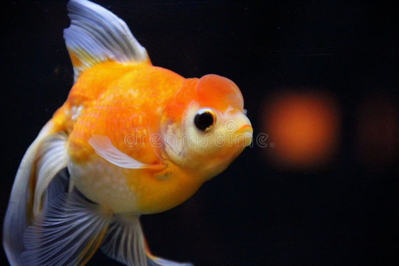 Ranchu Yellow Goldfish stock image. Image of goldfish - 19751293