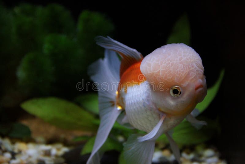 Ranchu Yellow Goldfish stock image. Image of goldfish - 19751293