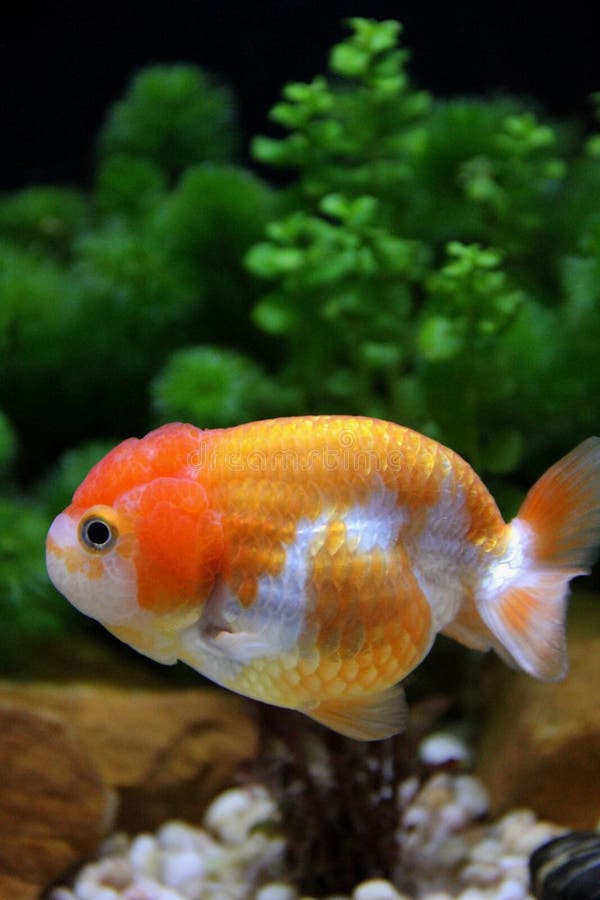 Ranchu Yellow Goldfish stock image. Image of goldfish - 19751293