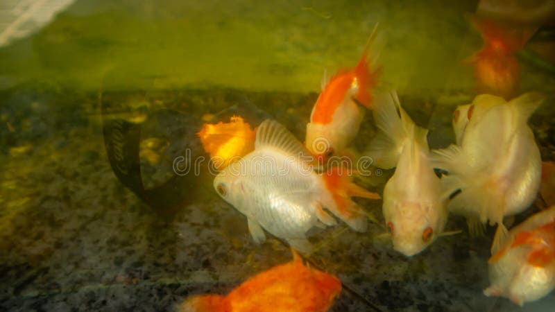 Goldfish in Various Beautiful Colors Stock Image - Image of fauna ...