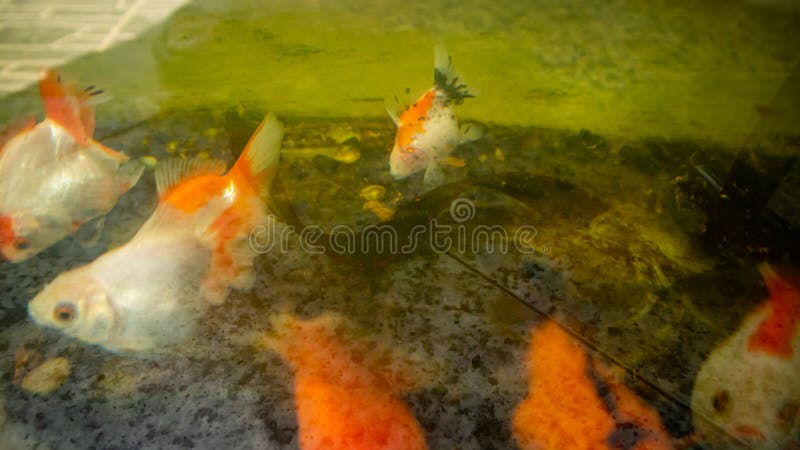 Goldfish in Various Beautiful Colors Stock Image - Image of fishbowl ...