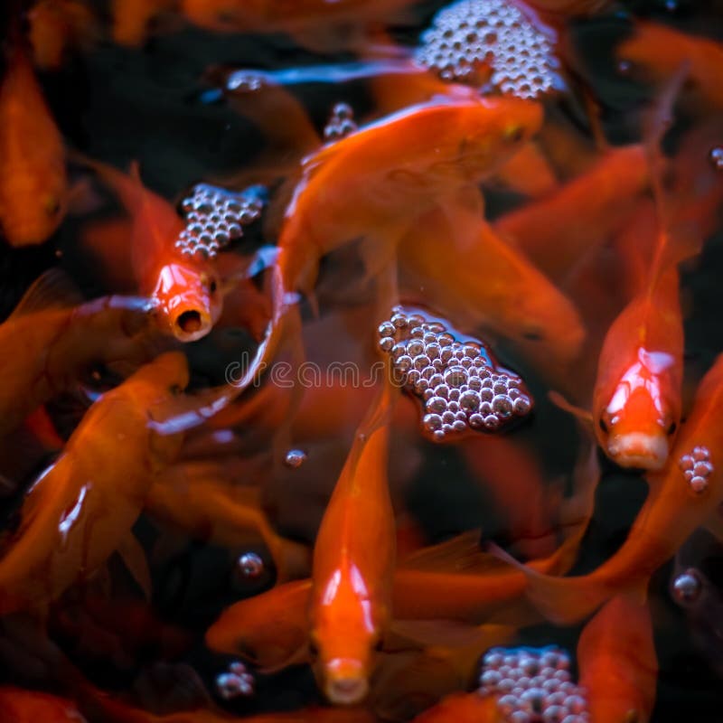 Goldfish in water stock photo. Image of shiny, ornamental - 9030208