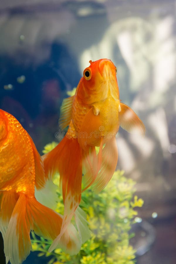 Goldfish in water stock image. Image of life, eyes, fish - 67687205