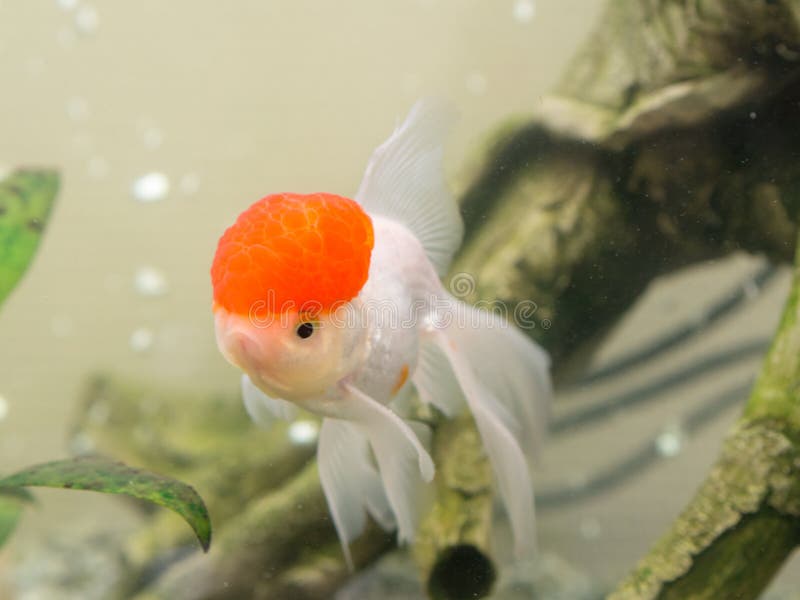 Goldfish in water stock image. Image of color, water - 61207471