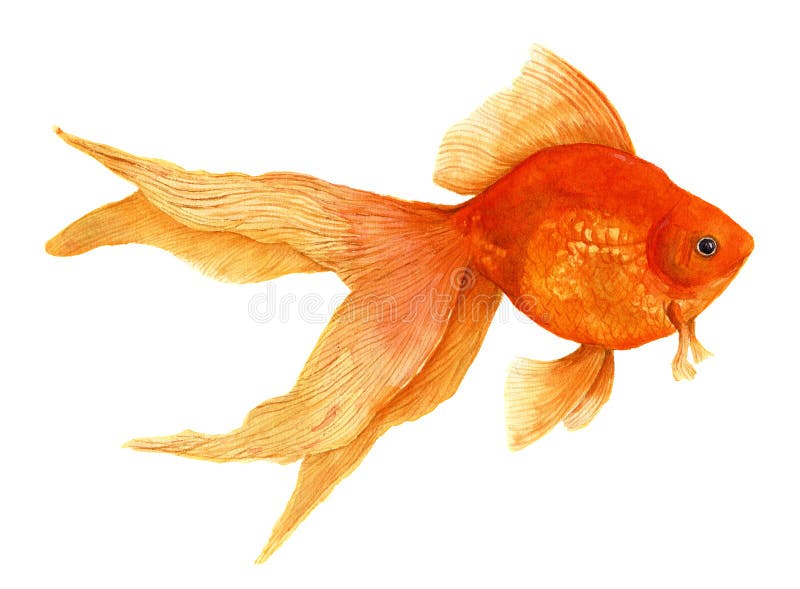 Goldfish. Watercolor Artistic Realistic Illustration Stock Photo ...