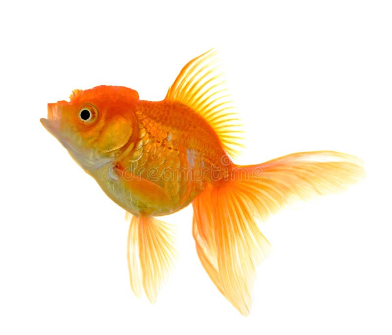 Goldfish on White Background Stock Image - Image of nature, fauna ...