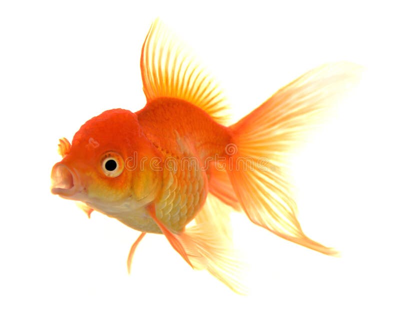 Goldfish on White Background Stock Image - Image of single, clear ...