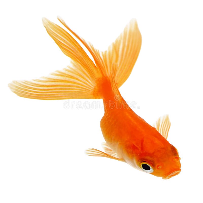 Goldfish on White Background Stock Photo - Image of gill, isolated ...