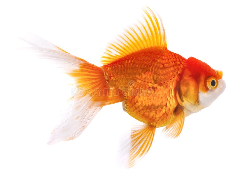 Goldfish Isolated on White Background Stock Photo - Image of fish ...