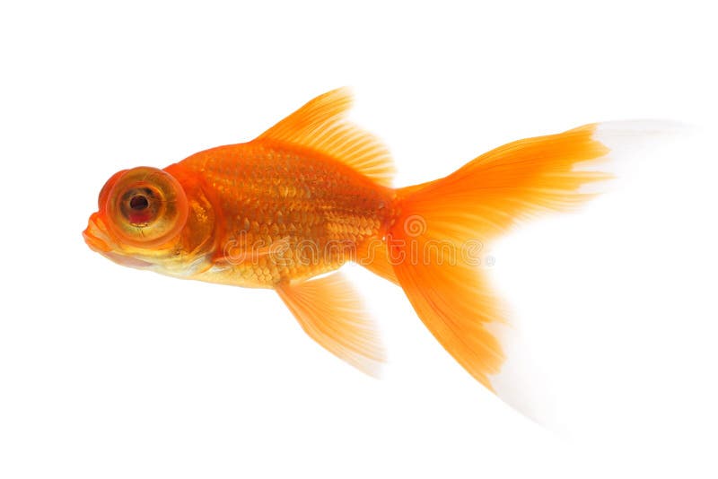 Goldfish Bulging Eyes Stock Photos - Free & Royalty-Free Stock Photos ...