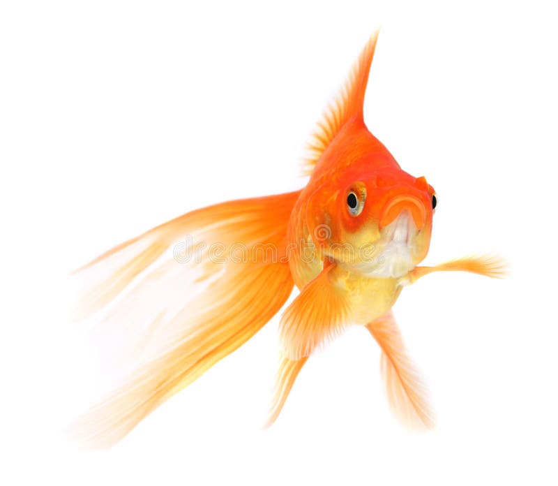 Goldfish on a White Background Stock Photo - Image of gills, animals ...
