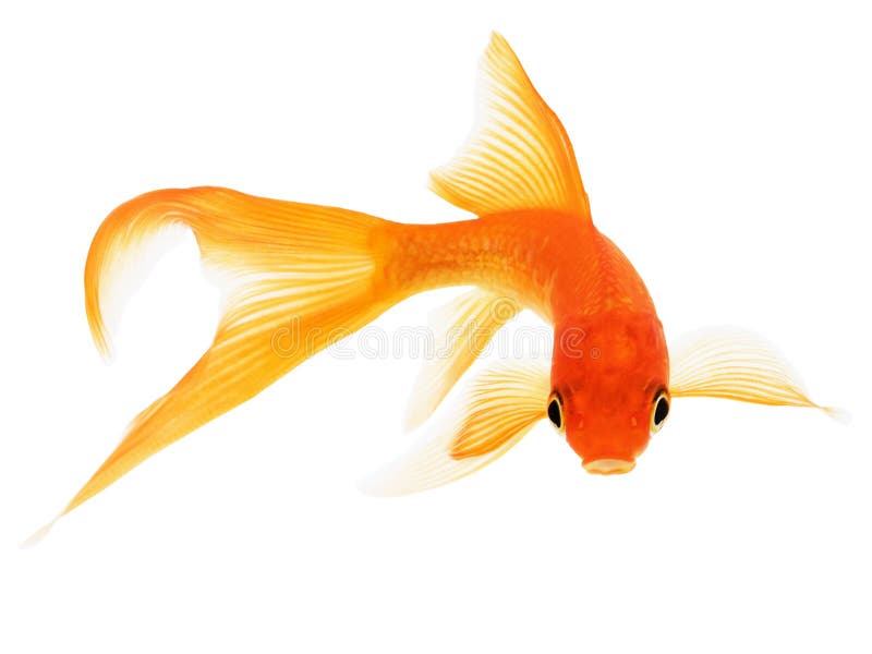 Goldfish on White Background Stock Image - Image of alone, bowl: 191941373