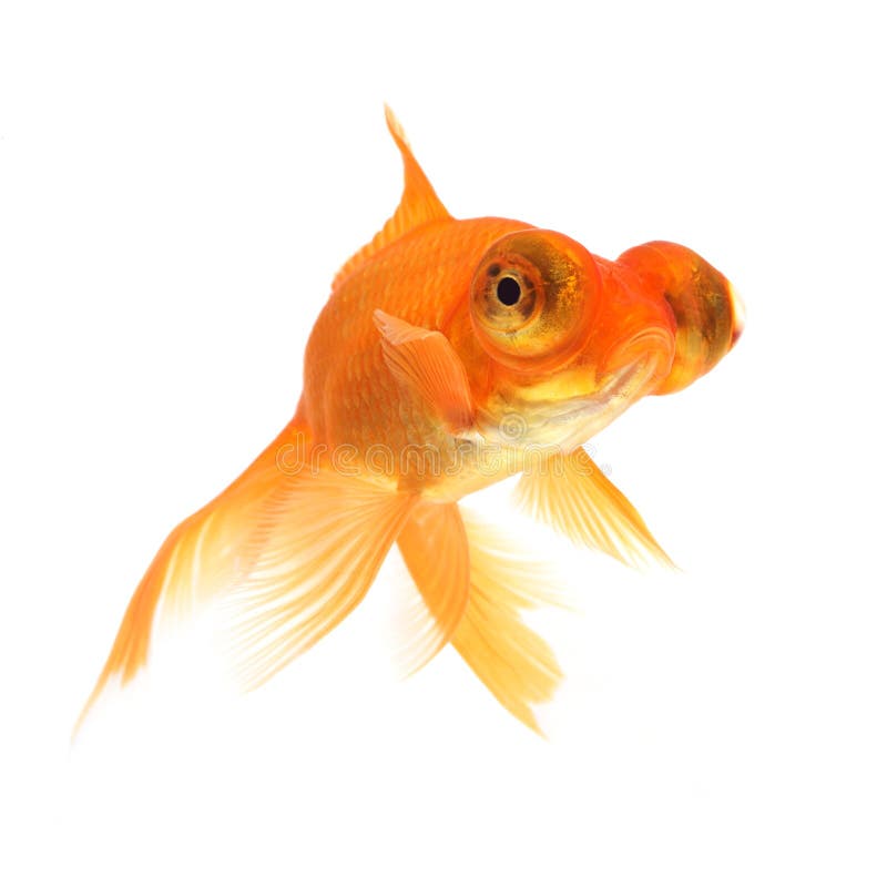 Goldfish Bulging Eyes Stock Photos - Free & Royalty-Free Stock Photos ...