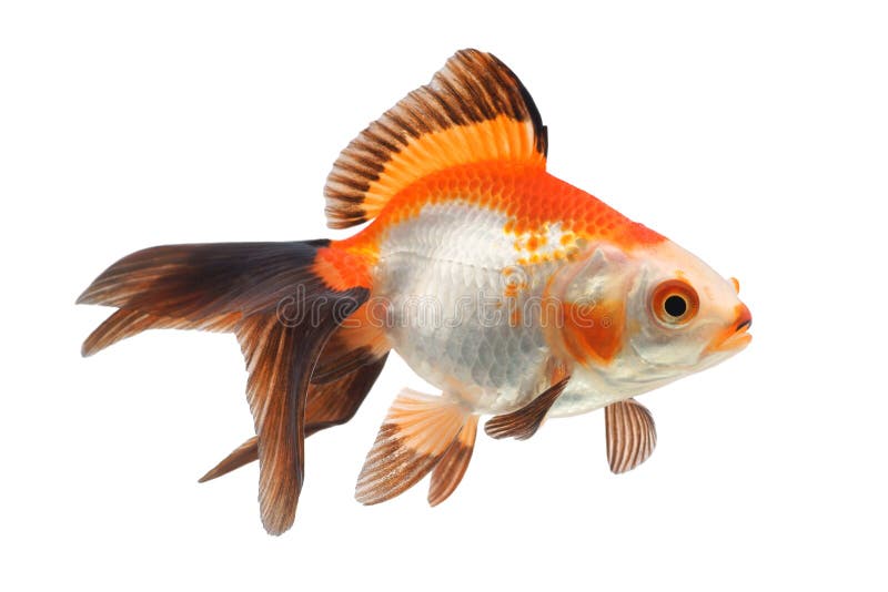 Spotted Goldfish in Aquarium. Stock Image - Image of scale, fancy: 14331499