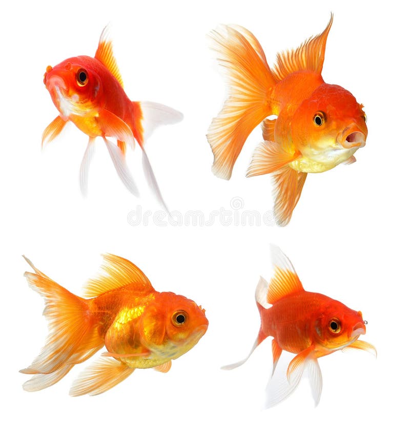 Orange Goldfish on White Background Stock Image - Image of single ...
