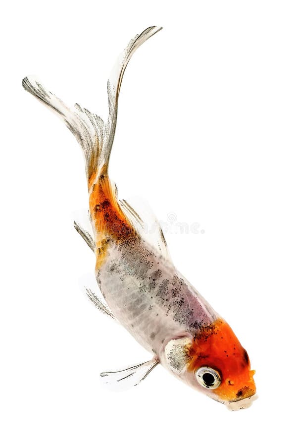 Spotted Goldfish in Aquarium. Stock Image - Image of scale, fancy: 14331499