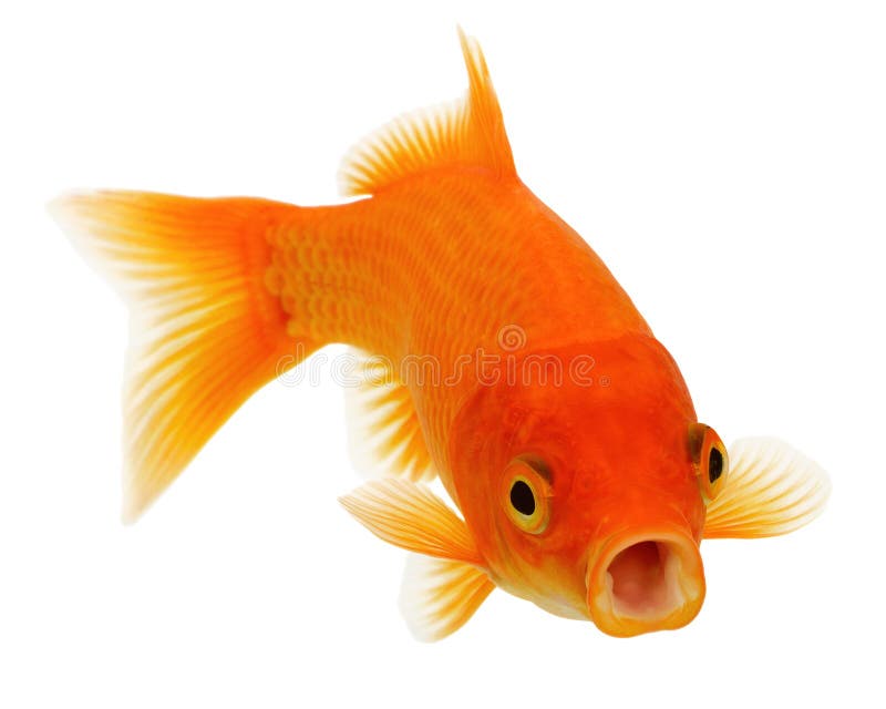 Goldfish on White Background Stock Photo - Image of colour, color ...