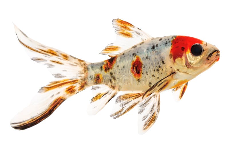Spotted Goldfish in Aquarium. Stock Image - Image of scale, fancy: 14331499